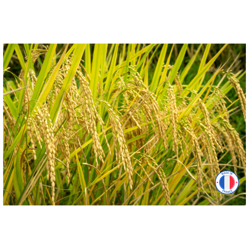 Fragrance Poudre de riz pour bougies et fondants parfumés